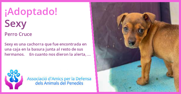 ADAP Penedès - Adopción de Sexy